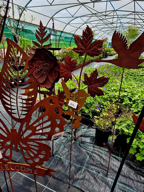 Pépinières Frédéric Gabriel Aster Lady In Black Superbe Feuillage Pourpre 120cm De Hauteur