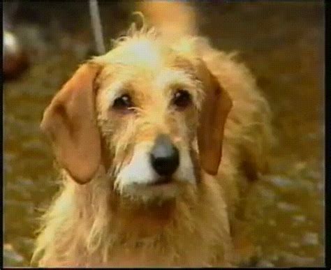 1z2cbxn Imgur Dick King Smith