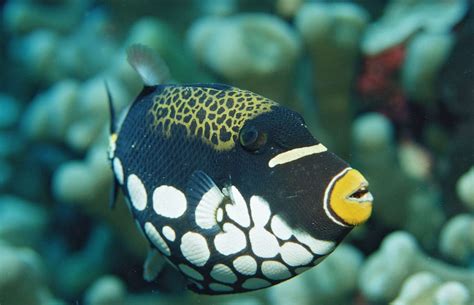 Avoiding Aggression In Saltwater Fish
