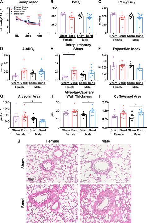 Sex Specific Responses To Slow Progressive Pressure Overload In A Large