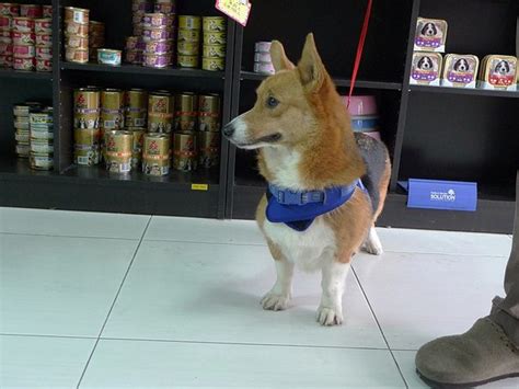 花蓮 走丟 科基1 林 宜君 Flickr