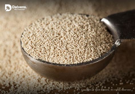 Organic Yeast Market 2028 By Type Application Species And Region