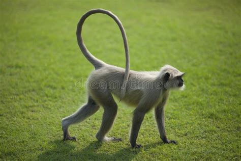 Monkey Langur Or Hanuman On The Green Grass In Ind Stock Image Image