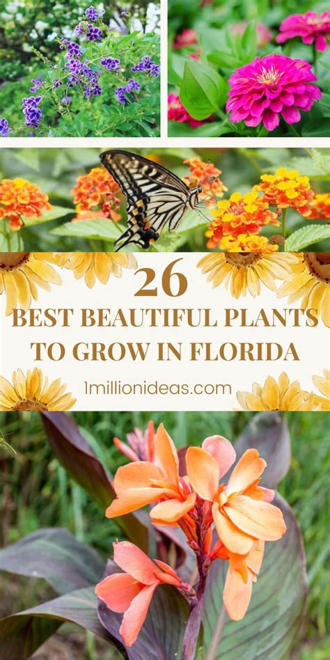 Best Plants For Florida Climate At Maddison Koerstz Blog