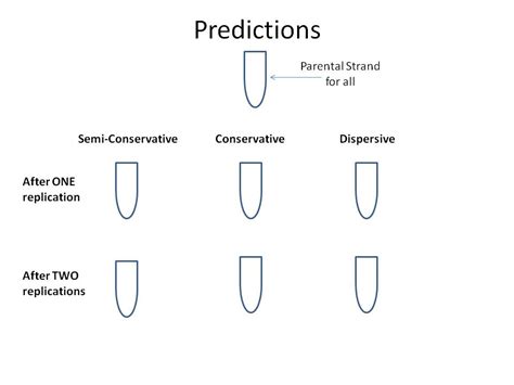 Suttons Ap Biology Intro To Dna Replication