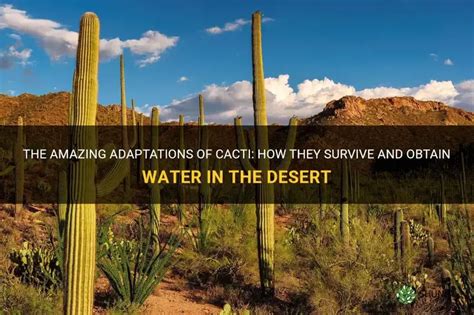 How Cacti Obtain Water In The Desert Shuncy