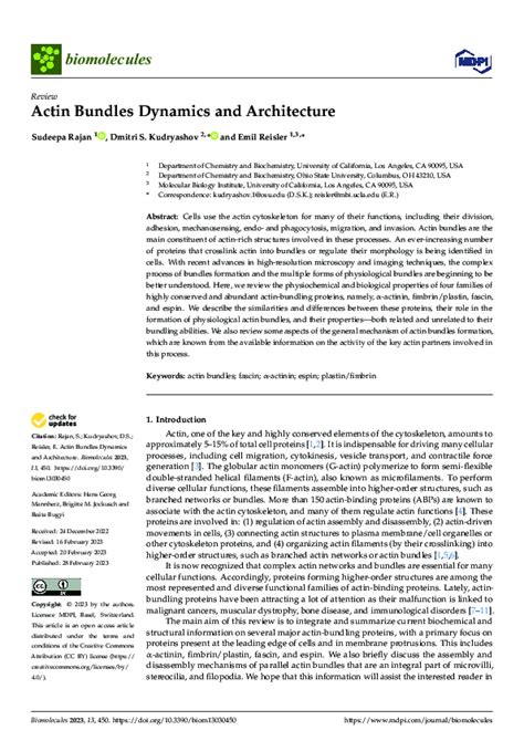 Pdf Actin Bundles Dynamics And Architecture