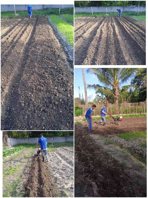 Foto Artikel : Usai Panen Sayur Kangkung, Lahan Pada Kebun SEA Lapas Palu kembali digarap untuk ...