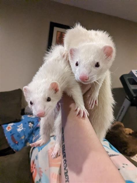 My Siblings Are A Year Old Now I Miss When They Were Tiny R Ferrets
