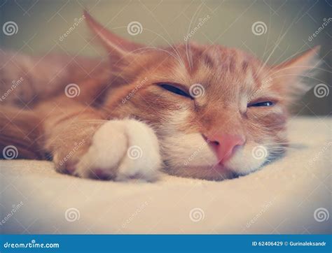 Funny Cat Muzzle Stock Image Image Of Animals Beauty 62406429