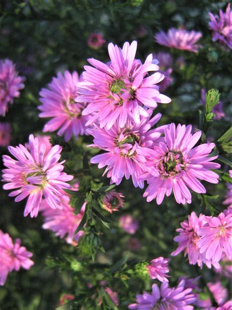 Aster Ruby Buttons Easter Daisy Bare Rooted Trigg Plants