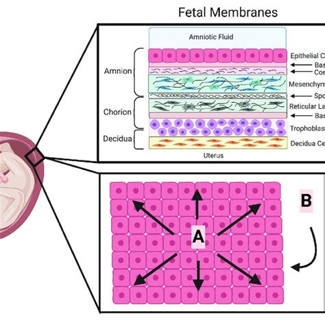 Damppamp Ppr Pathway Manipulation A Tlr Mincle And P2x7 Download Scientific Diagram