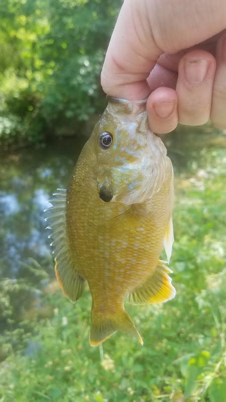 Looks Like A Green Sunfish But Yellow Rfishing