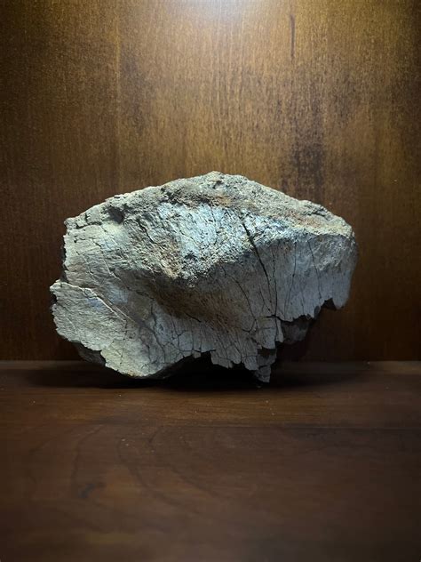 T Rex Fossilized Pubis Bone Segment The Wunderkammer Olde Curiosities