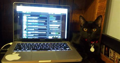 May I Introduce Dobby My Imgur Browsing Partner In Crime Imgur