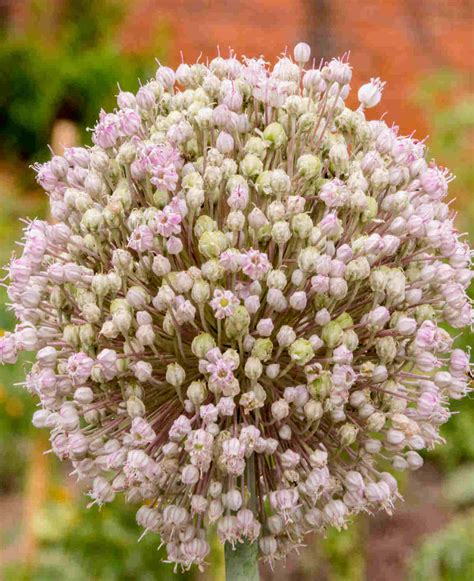 Allium Ampeloprasum Hayloft
