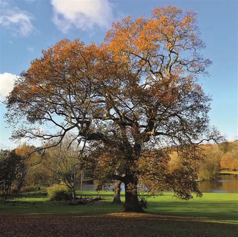 Nursery World Eyfs Activities Weve Explored A Special Tree