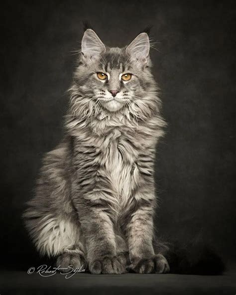 温柔的巨人”丨缅因猫的优缺点 知乎
