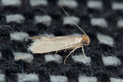 Moths In House Clothes Identifying Preventing And Protecting Your