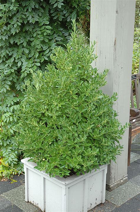 Boxleaf Euonymus Euonymus Japonicus Grandifolius In Salt Lake City Utah Ut At Millcreek