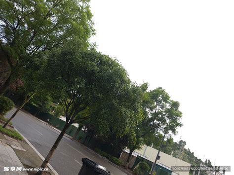 绿树成荫的街道景象摄影图花草生物世界摄影图库昵图网