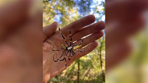What To Do If A Flying Joro Spider Bites You Fox 5 Dc