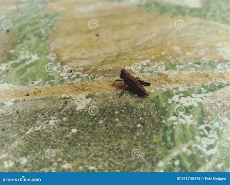 Mini Grasshopper Stock Image Image Of Nature Insect 243740475