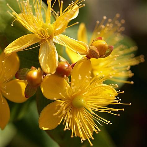 Hypericum A Comprehensive Guide To The Versatile Plant Genus