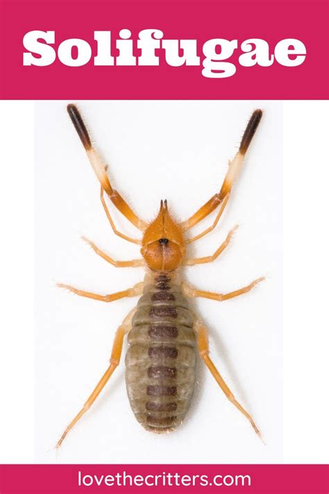 Solifugae Arachnids Small Lizards Insects