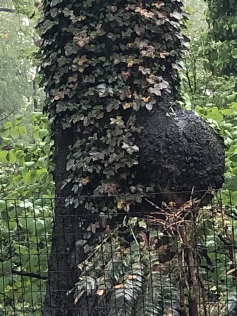 Agrobacterium Agrobacteria Humboldt Life Lost Coast Outpost Humboldt County News