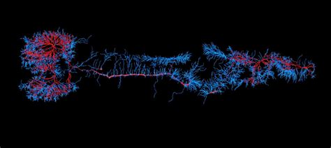 Worm Brain Uploaded Into Lego Robot