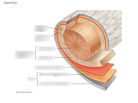 Diagram Of Biology 1002 Figure 35 22 Anatomy Of A Tree Trunk Quizlet