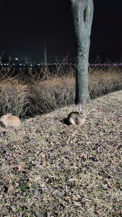 밤토끼 실사 Youtube