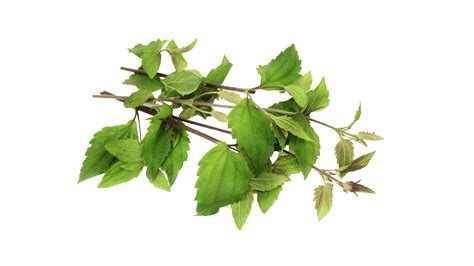 Calea Zacatechichi The Mexican Dream Herb Tripsitter