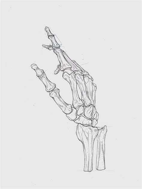 一组手部骨骼结构！ 人体工坊