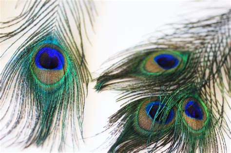 Single Peacock Feathers Wallpaper