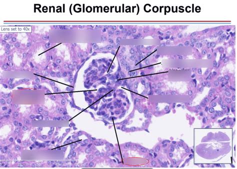 Renal Glomerular Corpuscle 2 Quiz 5 Diagram Quizlet
