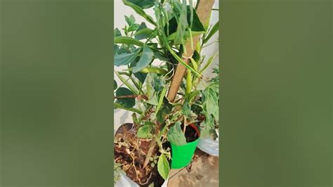 Gora Chikkudu Chettu Youtube