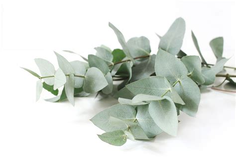 Tips And Information About Eucalyptus Gardening Know How