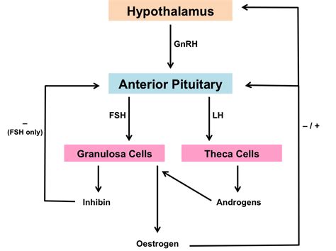 Hpo Axis Prolactin