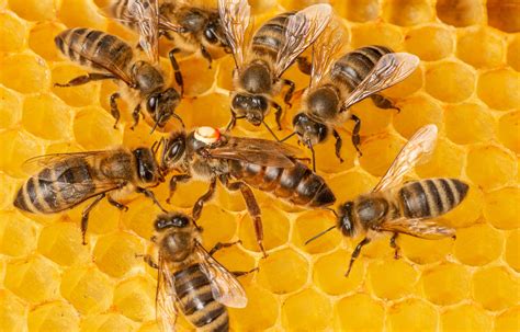Abejas Reinas