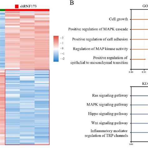 Transcriptomic Analysis Revealed That Rnf173 Participated In Emt A Rna