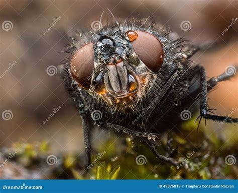 House Fly Extreme Close Up Macro Stock Image Image Of Closeup Looks