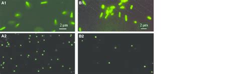 Halobacterium Gram Stain