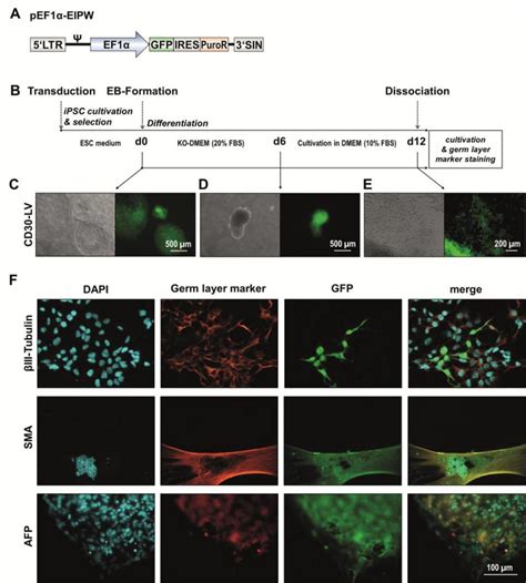 Ipsc Transduction And Differentiation Download Scientific Diagram
