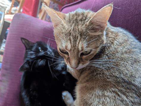 Got My Own Atf Kitty Rdeftones