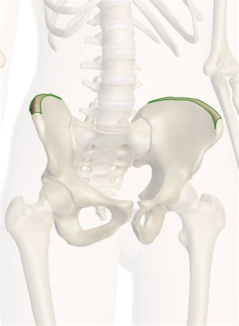 Iliac Crest Facts Iliac Crest Location Anatomy And Function Rtwu