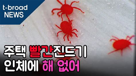 대구 주택가 나타난 빨간진드기인체에 해 없어 티브로드 대구방송 Youtube