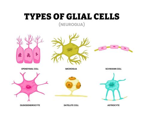 Different Types Of Glial Cell Types Set Collection Neuroglia Labeled