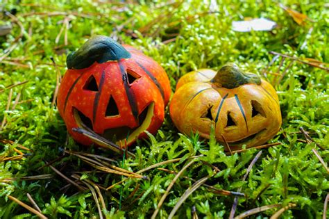 Labu Kecil Di Lumut Hijau Foto Stok Unduh Gambar Sekarang Alam Alamiah Kondisi Arca